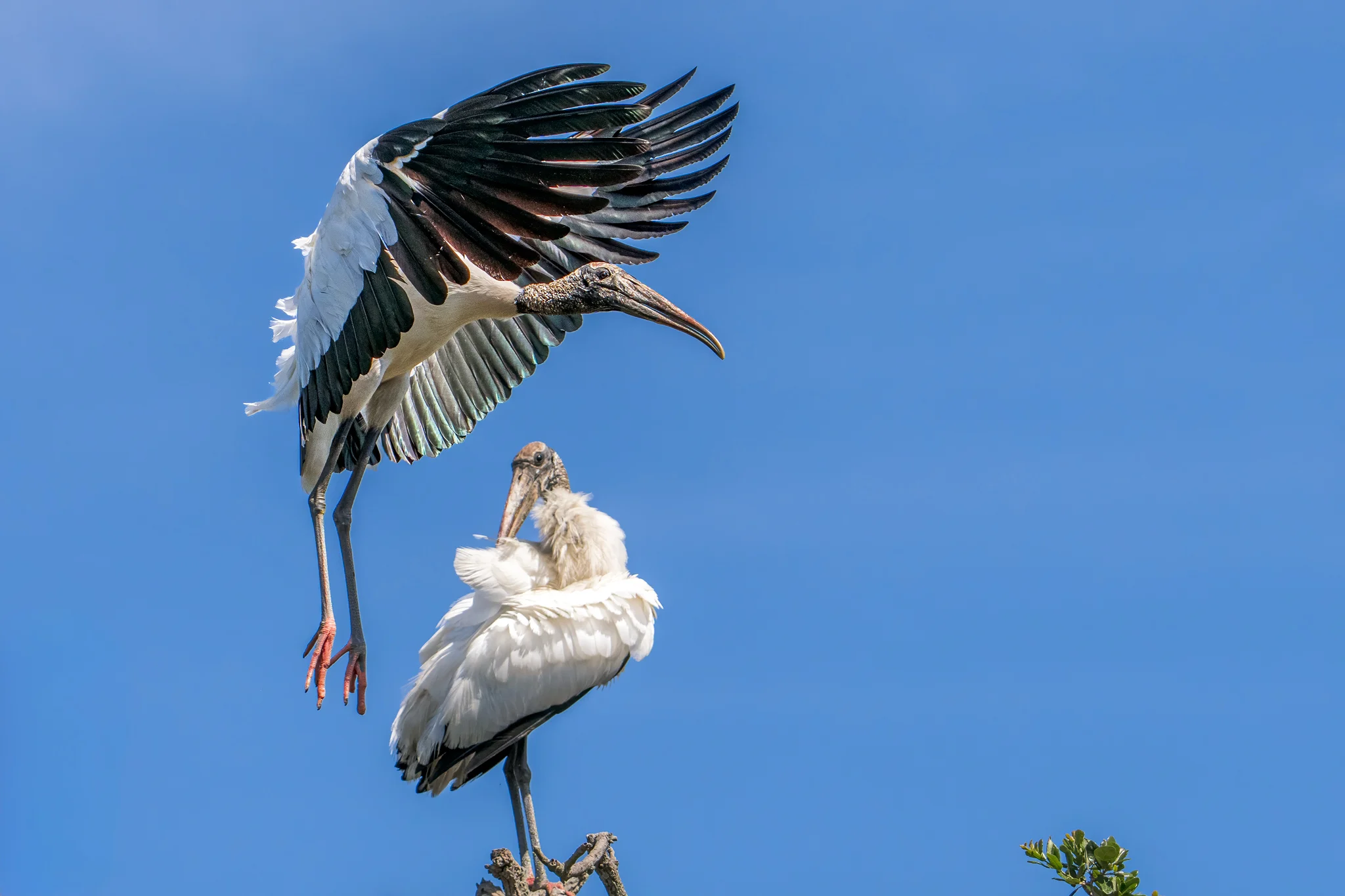 Bird Photography Workshop Delray Beach, Florida Classes