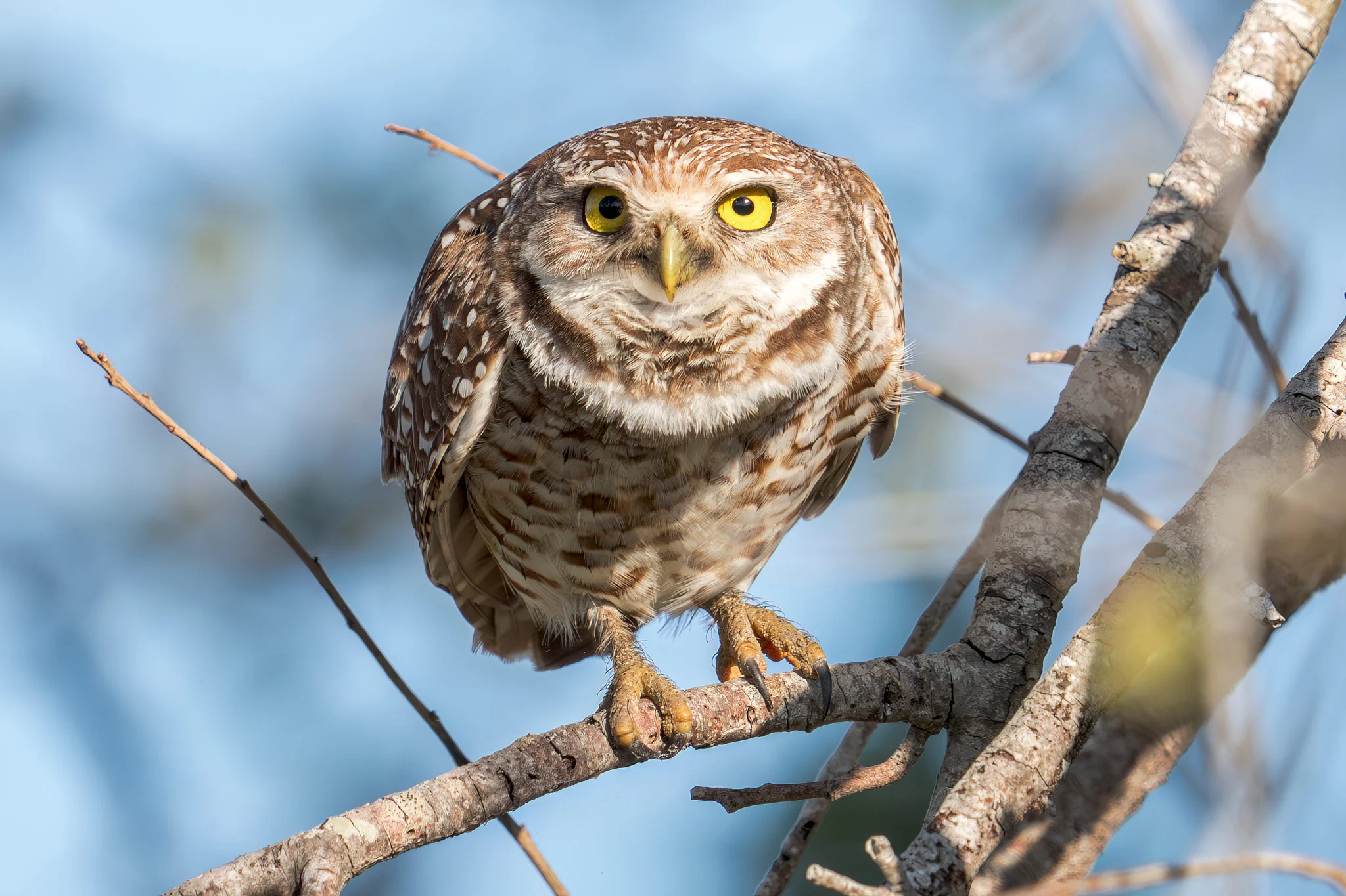 Florida Burrowing Owl Photography: Guide for Wildlife Photographers